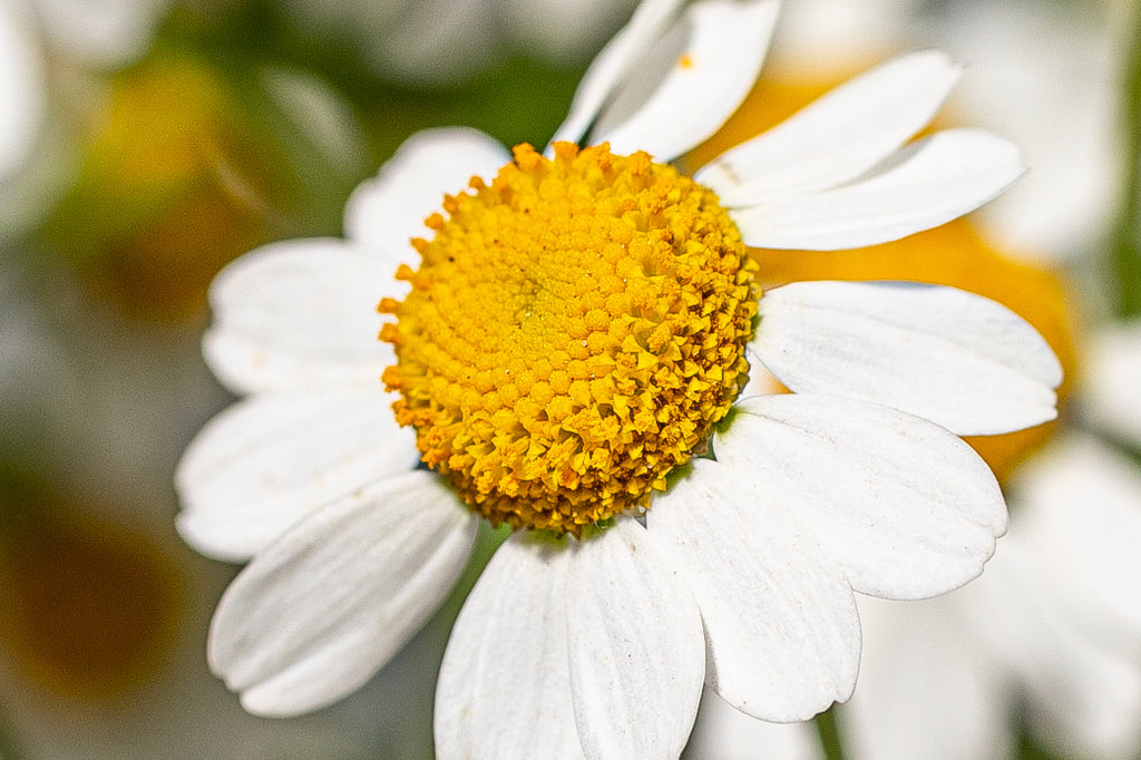 Ingredient Highlight: Chamomile – Sound