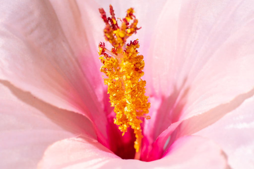 Ingredient Highlight: Hibiscus – Sound